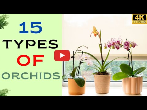 15 Types of Orchids to Use as Houseplants | Orchid Varieties with Names | Soil To Sow