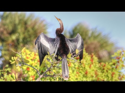 Anhinga or Snakebird
