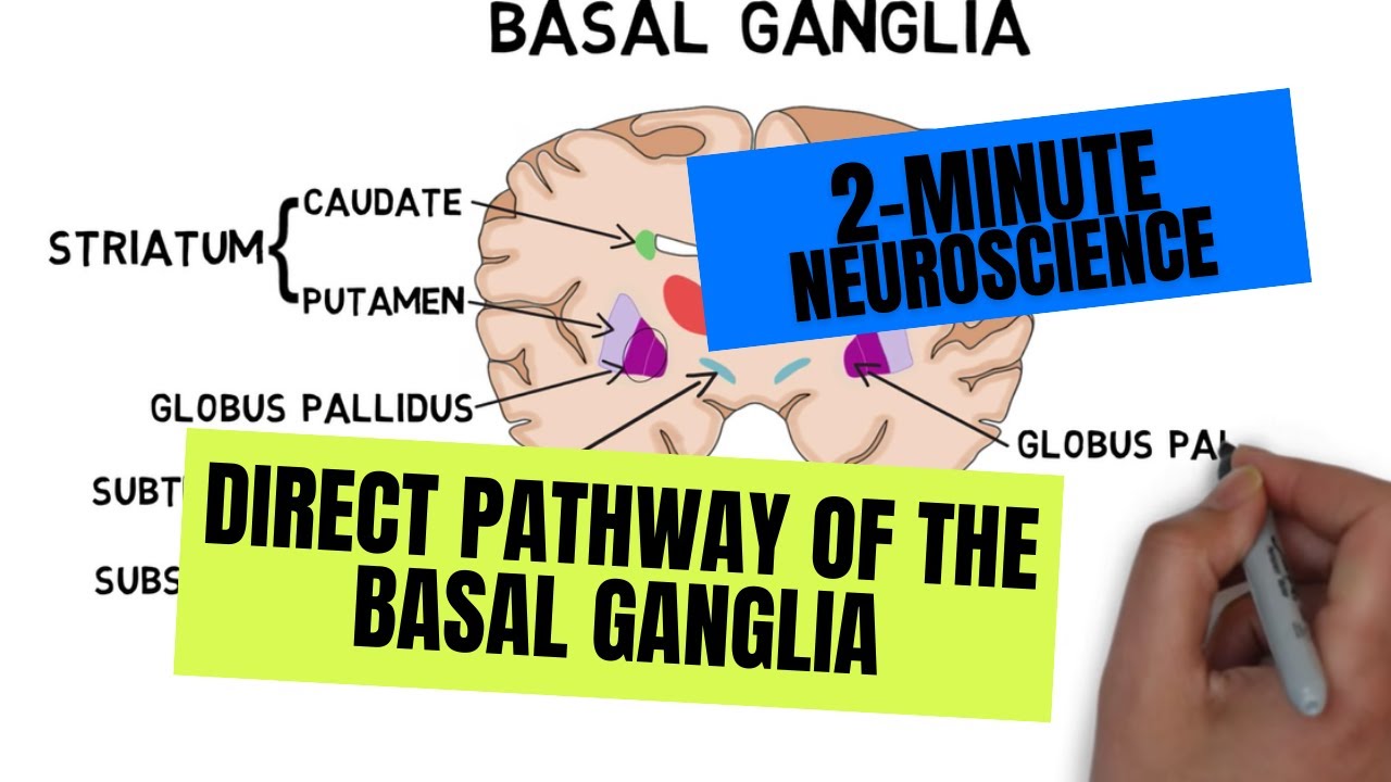 2-Minute Neuroscience: Direct Pathway of the Basal Ganglia