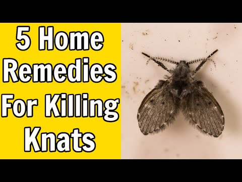 5 Home Remedies For Killing Gnats