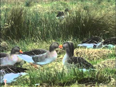 Grazing marsh