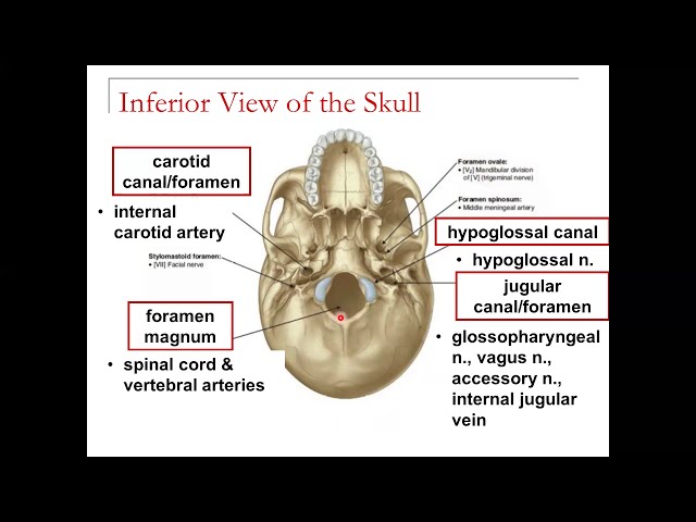 Understanding the Inferior View of the Skull: Key Structures and ...