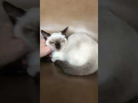 Sol - rescues Seal Point Siamese kitten needs home!