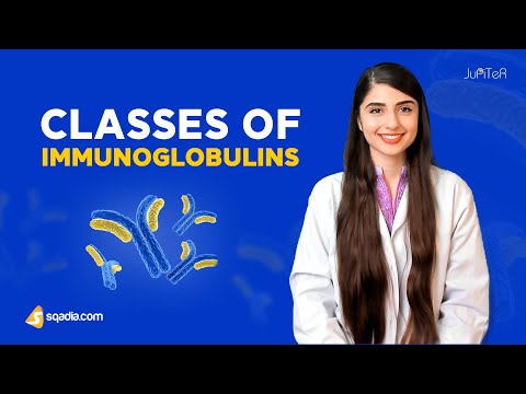 Classes of Immunoglobulins (Antibodies) - Introduction