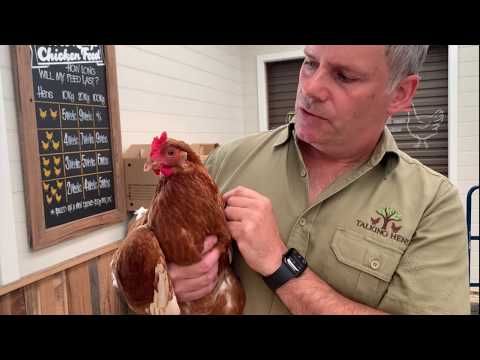 The differences between a pullet and laying hen