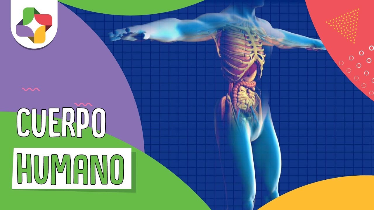 5 sistemas del cuerpo humano - Biología - Educatina