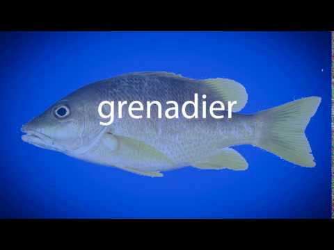 How to pronounce grenadier