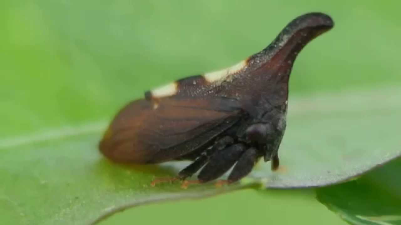 Thorn-Mimic Treehopper