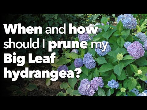 When and How to Prune Big Leaf Hydrangea