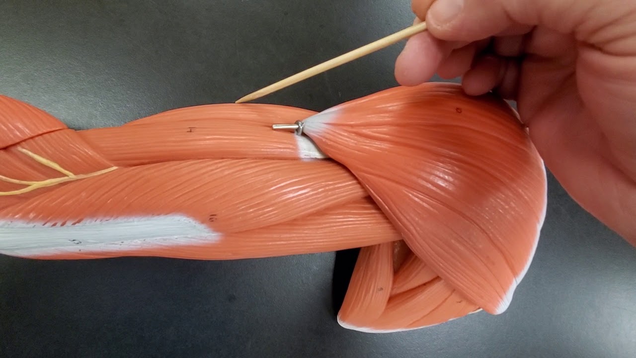 Muscle Lab, muscles of the arm
