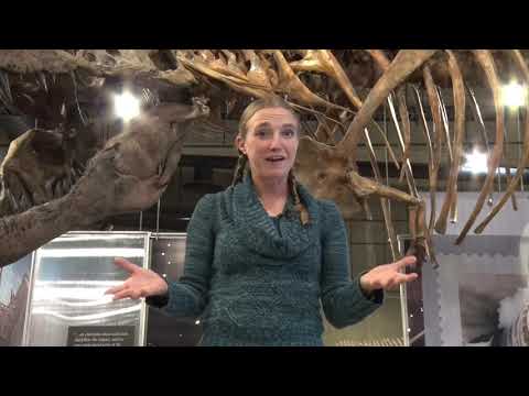 Dr Bamforth Paleontology Career HD 720p