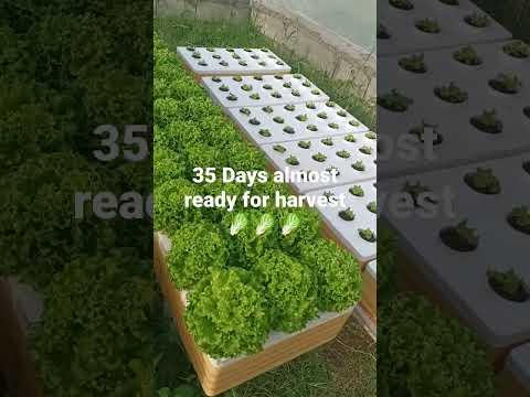 Olmetie Batavia lettuce #hydroponics #gardening #lettuce #soillessfarming #lettucegrow