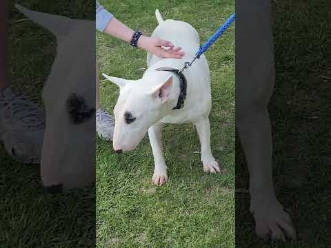 Jealous dog complains about his friend getting most of the attention. #shorts