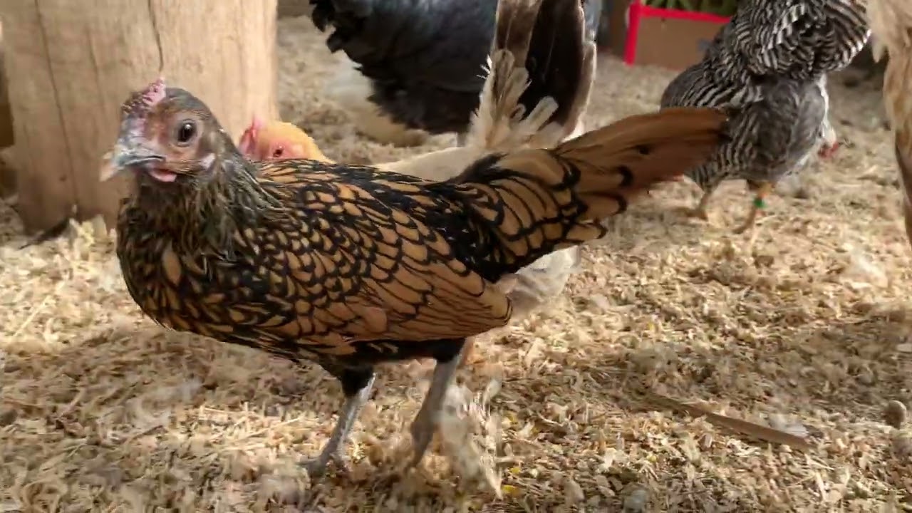 Mixed flock of bantam chickens in their large coop