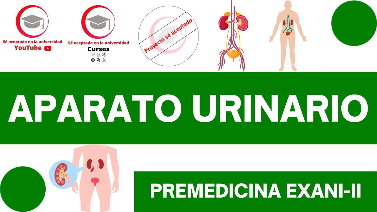 Urinary System (Basic Structure and Functions) | Pre-Medicine Class 27 for Examiner-II