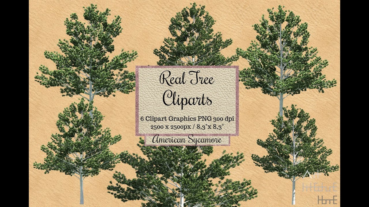 Real Tree Cliparts - American Sycamore - photoshop overlays png, Tree layout, transparent background