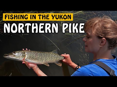 NORTHERN PIKE CATCH AND COOK! Discovering Fishing in the YUKON | Fishing with Rod