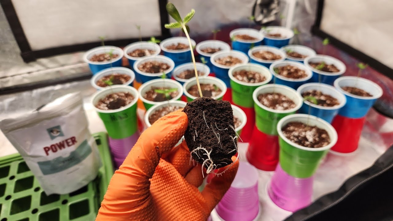 The Grow Continues: From Rooter Cubes to Solo Cups | Solfire Gardens