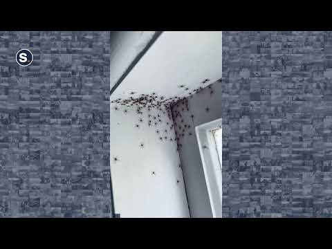 Mum asks "should we burn the house down?" as spiders infest daughter's ...