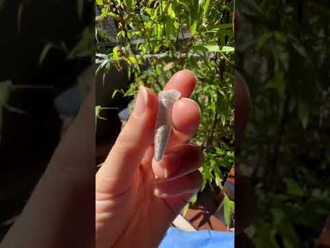 Daphnia Moina from eggs actually hatched. They’re fish food and super fun to watch jump around.