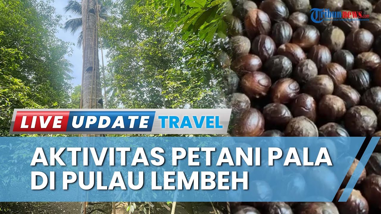 Harga Pala Meningkat, Begini Aktivitas Para Petani Pala di Pulau Lembeh ...