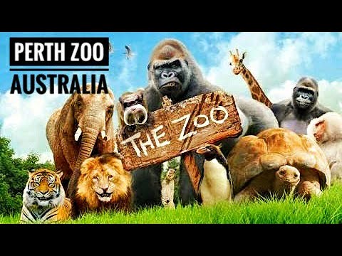 Perth Zoo 2026 | Best-tickets.com.au