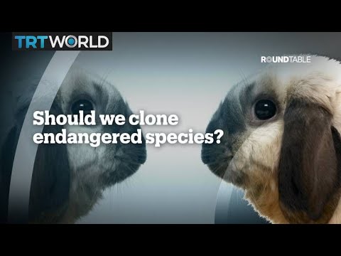 Should we clone endangered species?