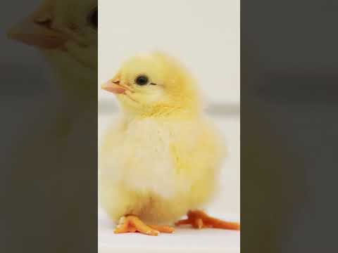 Baby Chicks Chirping 🐥 ASMR