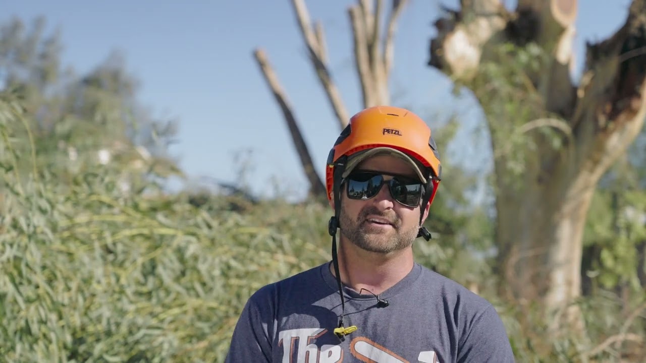 The Arizona Tree Trimming Story