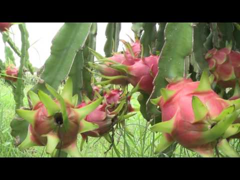 Vietnamese dragon fruit exported to 40 markets