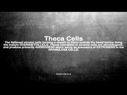 Medical vocabulary: What does Theca Cells mean