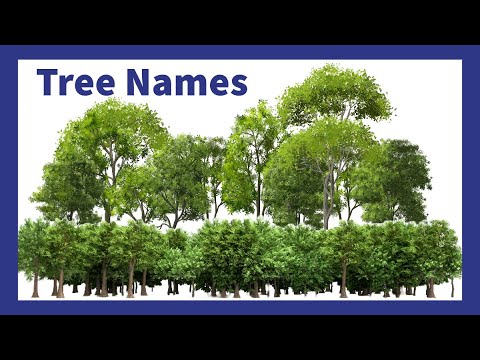 🌳 How to Pronounce Tree Names in English