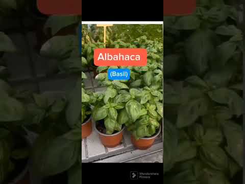 Herbs names in Spanish. #newtoyou #ytshorts #aprendeencasa #viralvideo