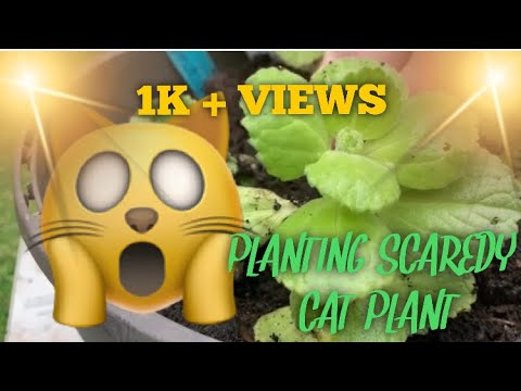 How to plant a scaredy-cat planter