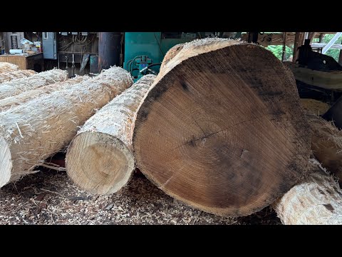 Stop sign sawing one big poplar log #174