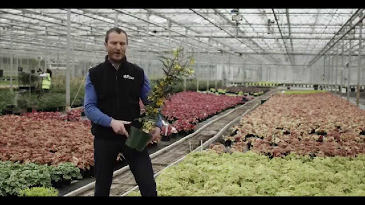 150 Years of Hillier