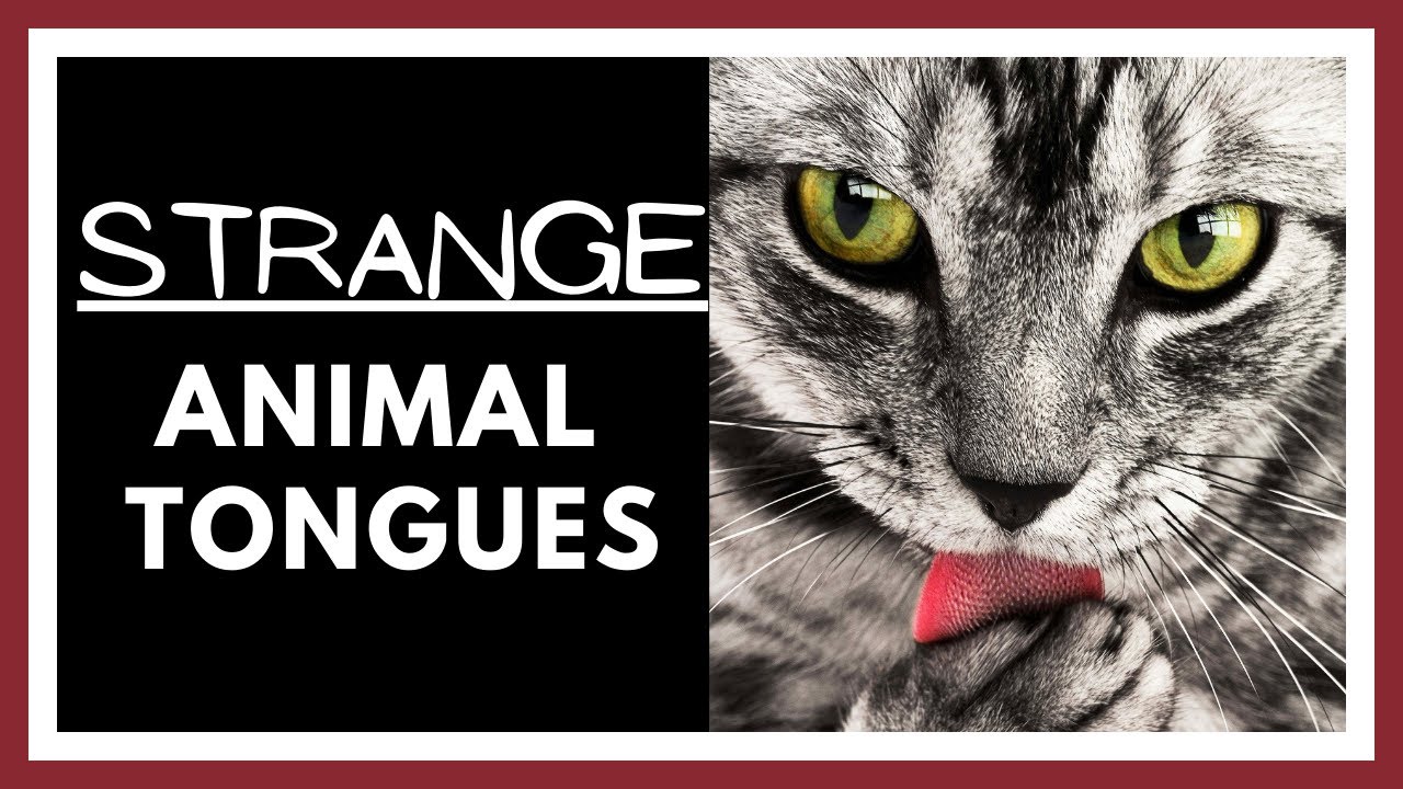 These Animal Tongues are Just Strange
