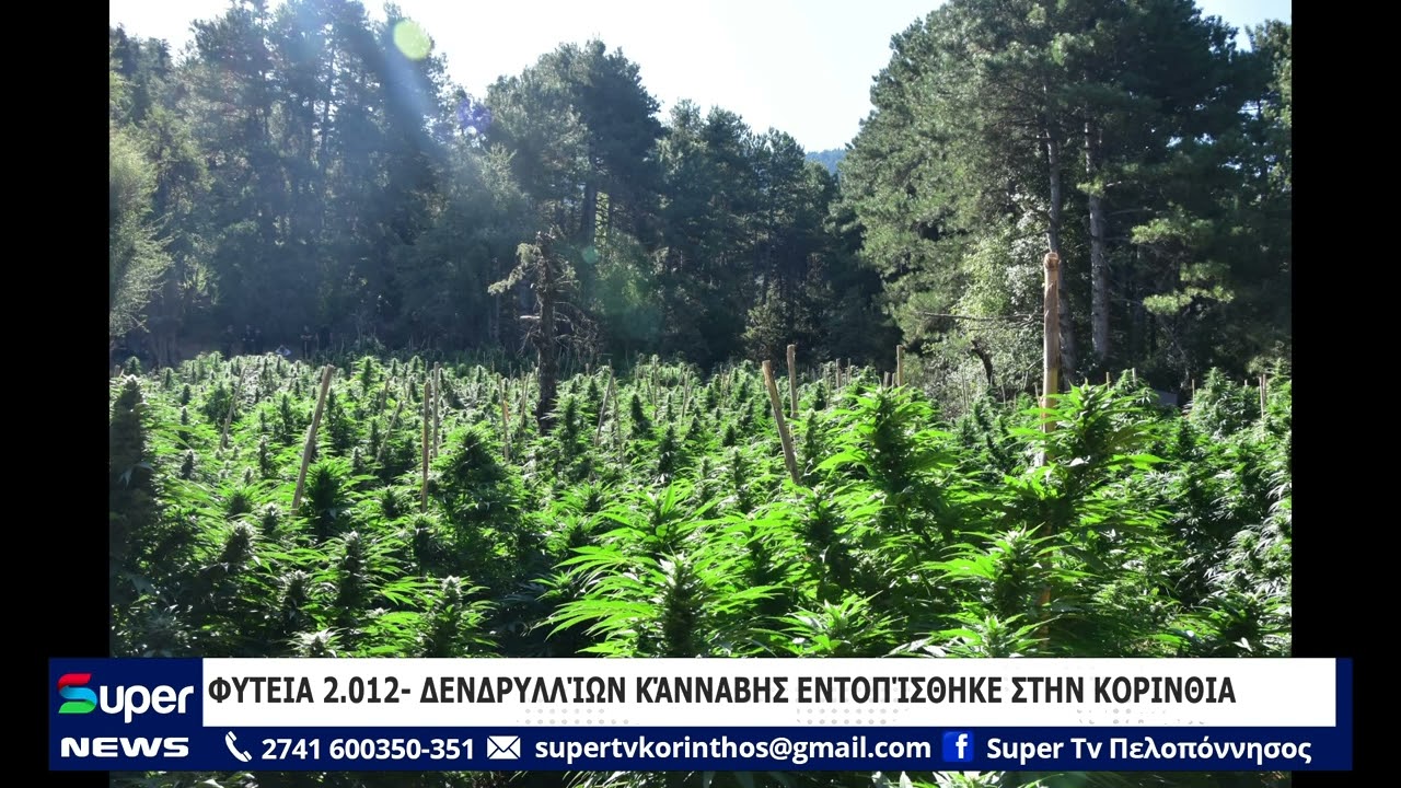 ΦΥΤΕΙΑ 2.012- ΔΕΝΔΡΥΛΛΊΩΝ ΚΆΝΝΑΒΗΣ ΕΝΤΟΠΊΣΘΗΚΕ ΣΤΗΝ ΚΟΡΙΝΘΙΑ (ΒΙΝΤΕΟ ...