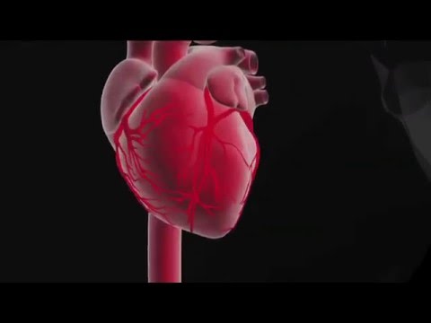 Role and function of the heart