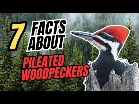 7 AMAZING Facts About Pileated Woodpeckers