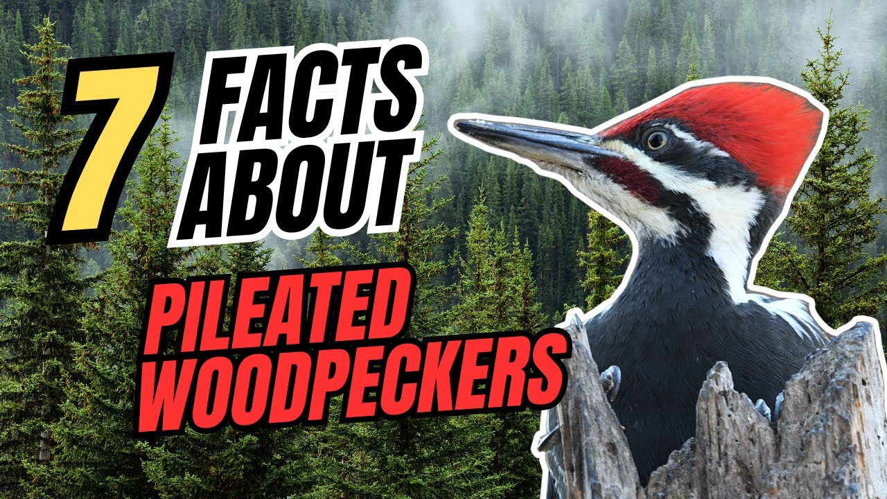 7 AMAZING Facts About Pileated Woodpeckers