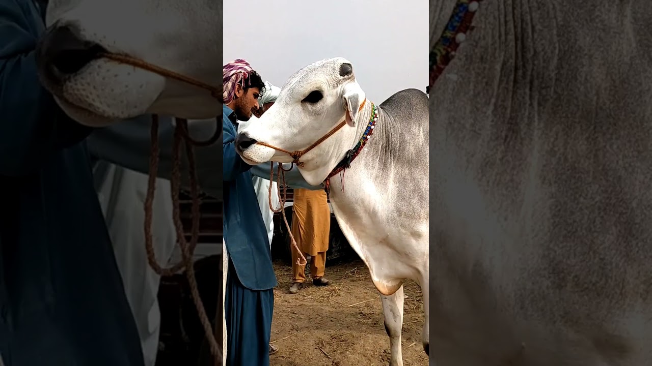 Beautiful White Dajli Big Bull | Dajli Cow Bull | Animals cart