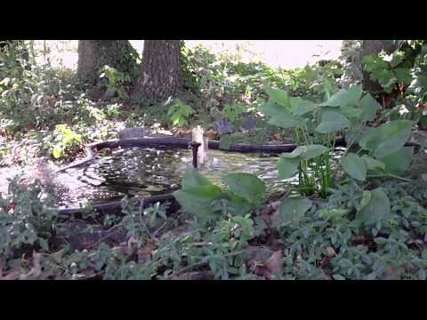 Water Gardens & Pond Plants for sale