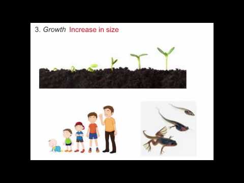 SCI7/8 - Characteristics of Life