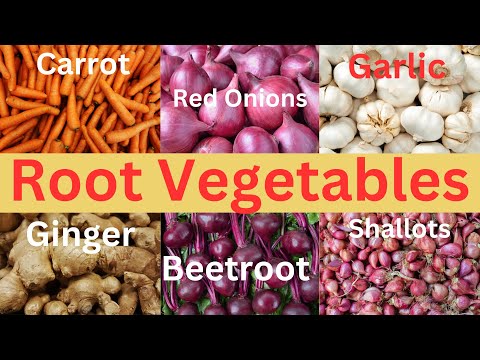 Root Vegetables 101 | Root Vegetable Names | List of Root Vegetables