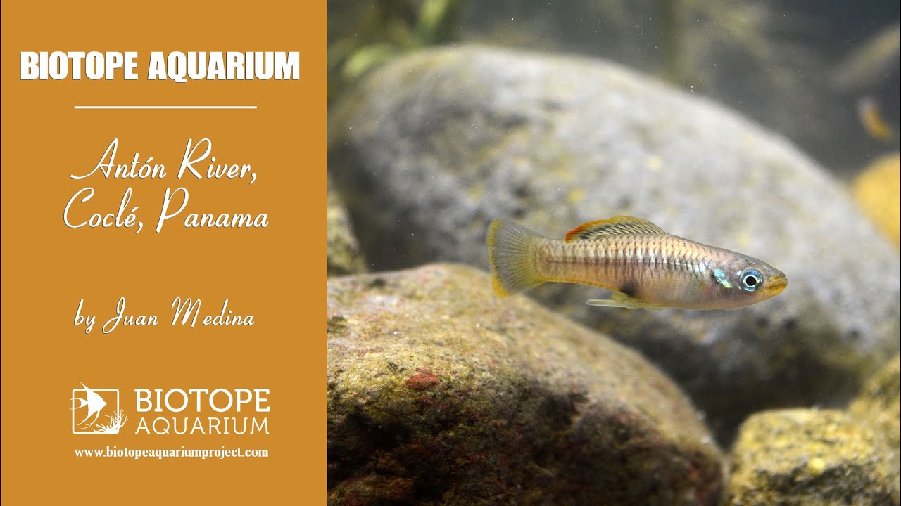 Antón River, Coclé, Panamá – BAP