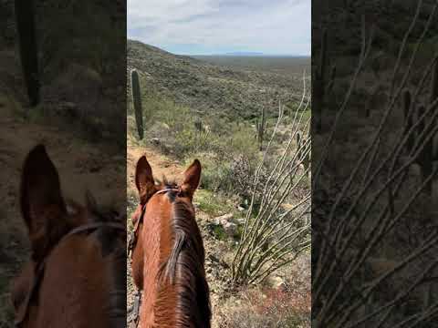 Trail Ride Saguaro National Park East #shorts #horsebackriding #horse