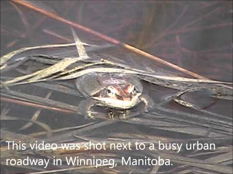 Wood Frogs and Boreal Chorus Frogs.