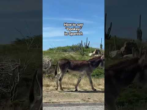 How to say “donkey” in Spanish #learningspanish #shortsmaschallenge