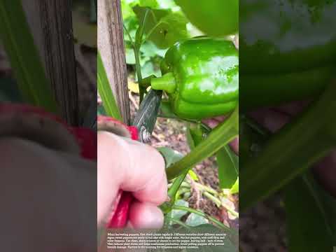 This chili is perfect #smartfarming #gardening #plants